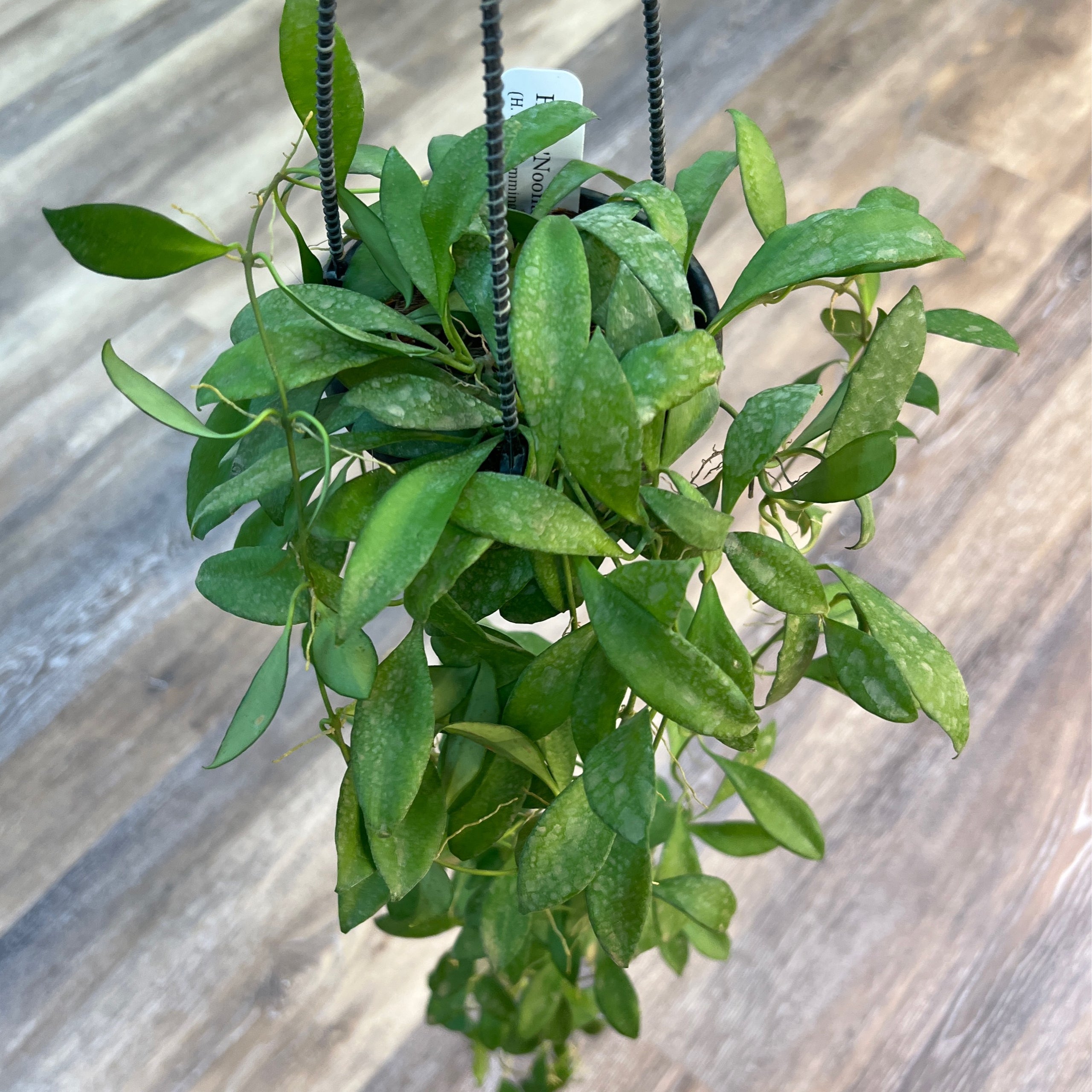 Hoya "Noona" cv | T.A.J Tropicals & Trinkets Inc.