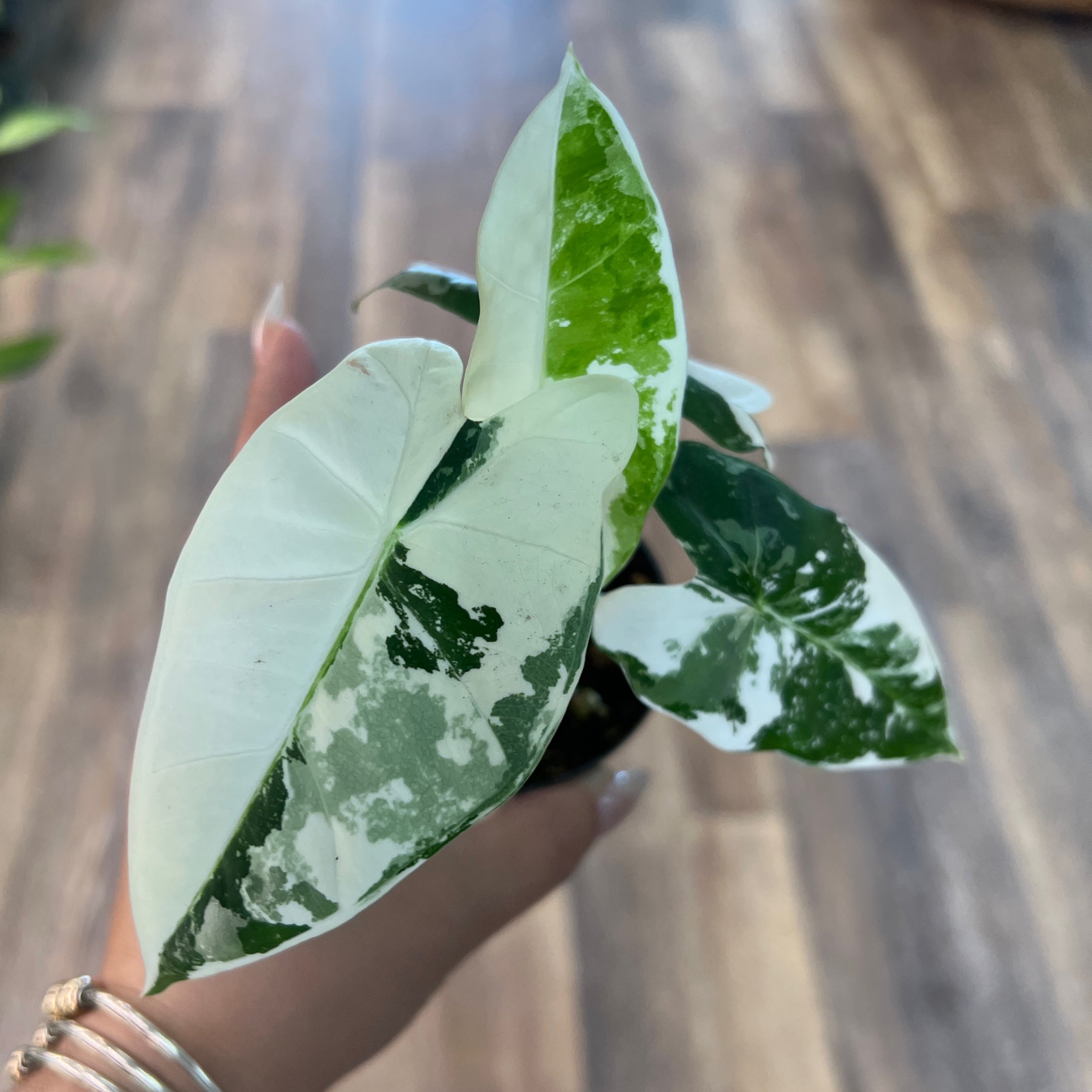 Alocasia "Frydek" Var. | T.A.J Tropicals & Trinkets Inc.
