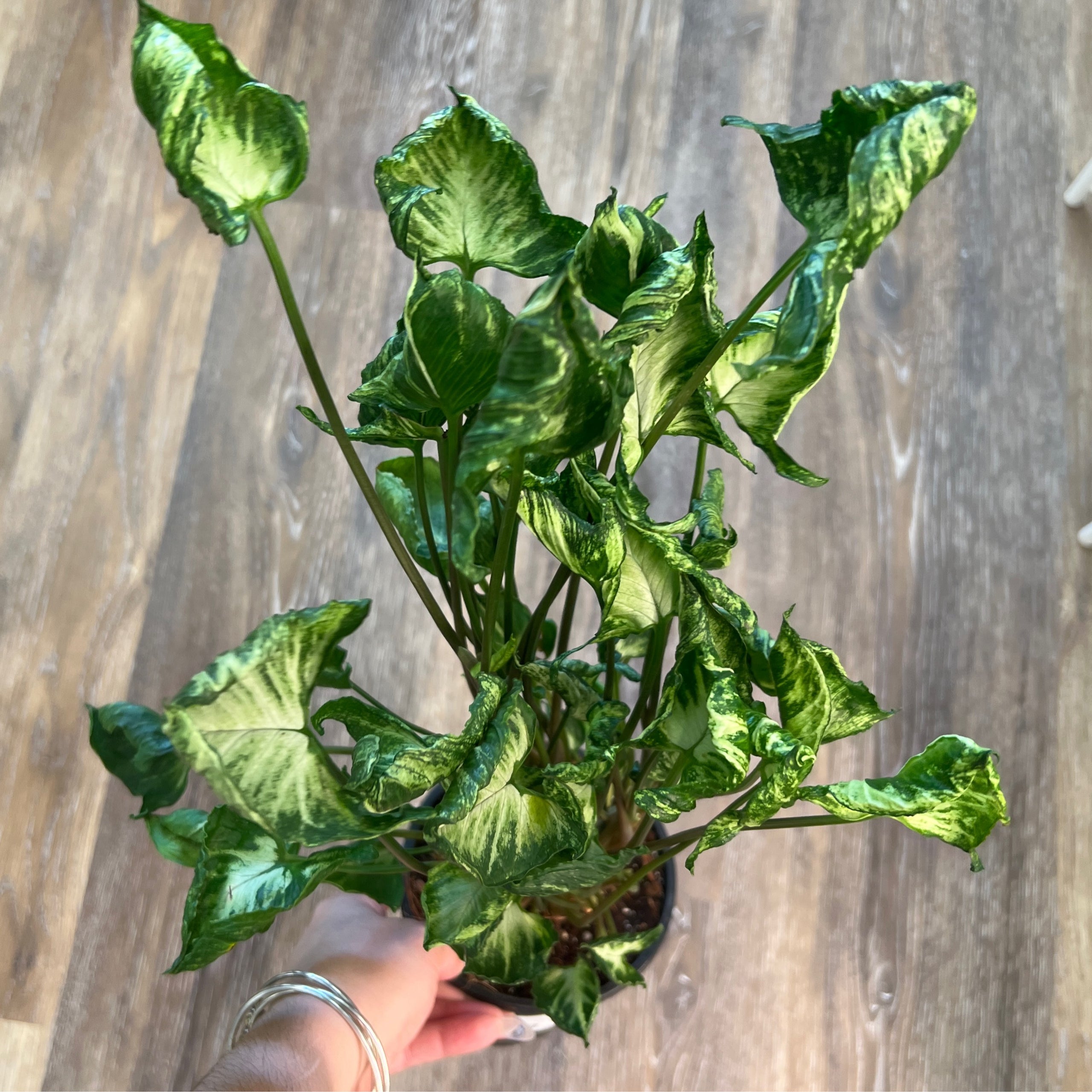 Syngonium "Godzilla" | T.A.J Tropicals & Trinkets Inc.