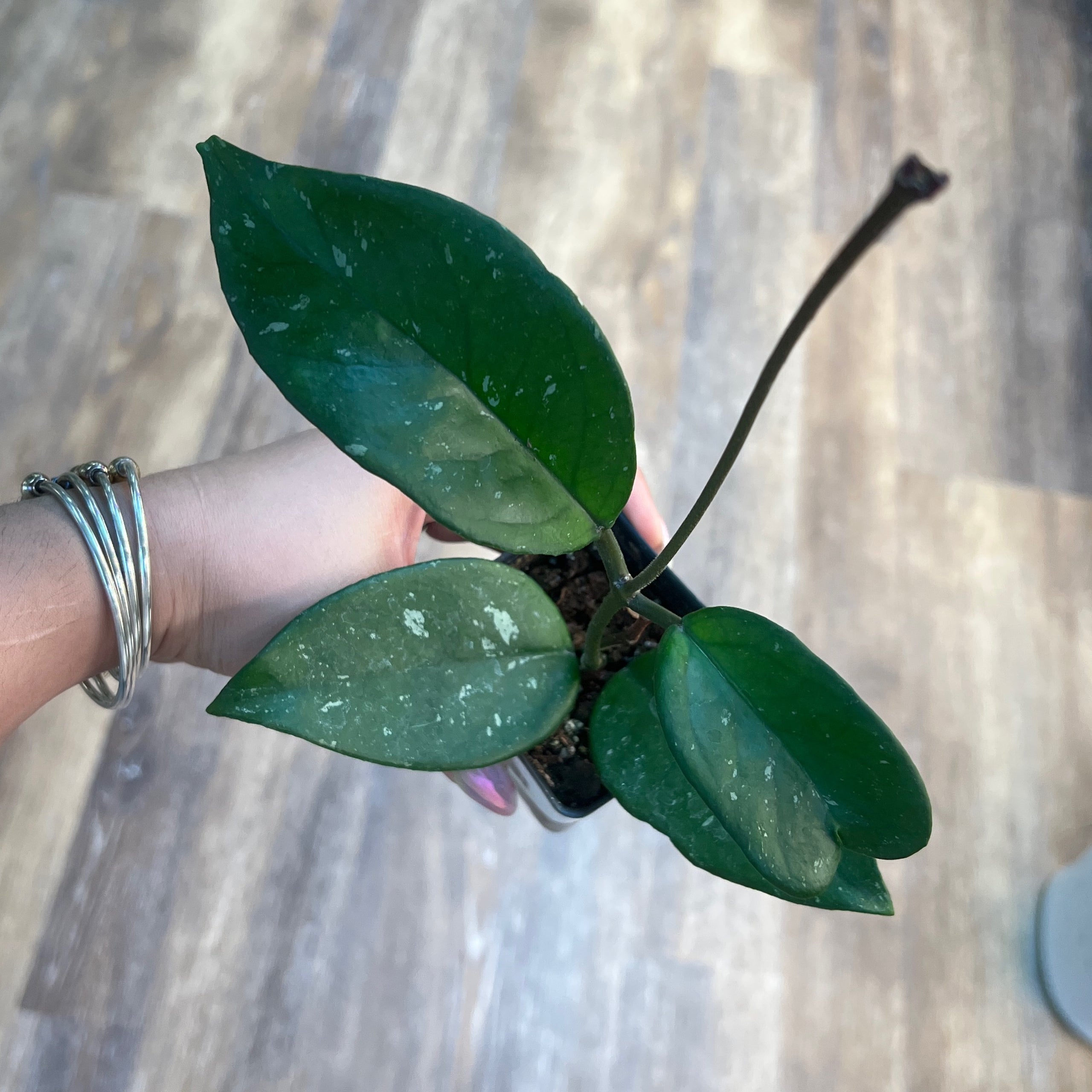 Hoya Fungi X Publicalyx T A J Tropicals And Trinkets Inc