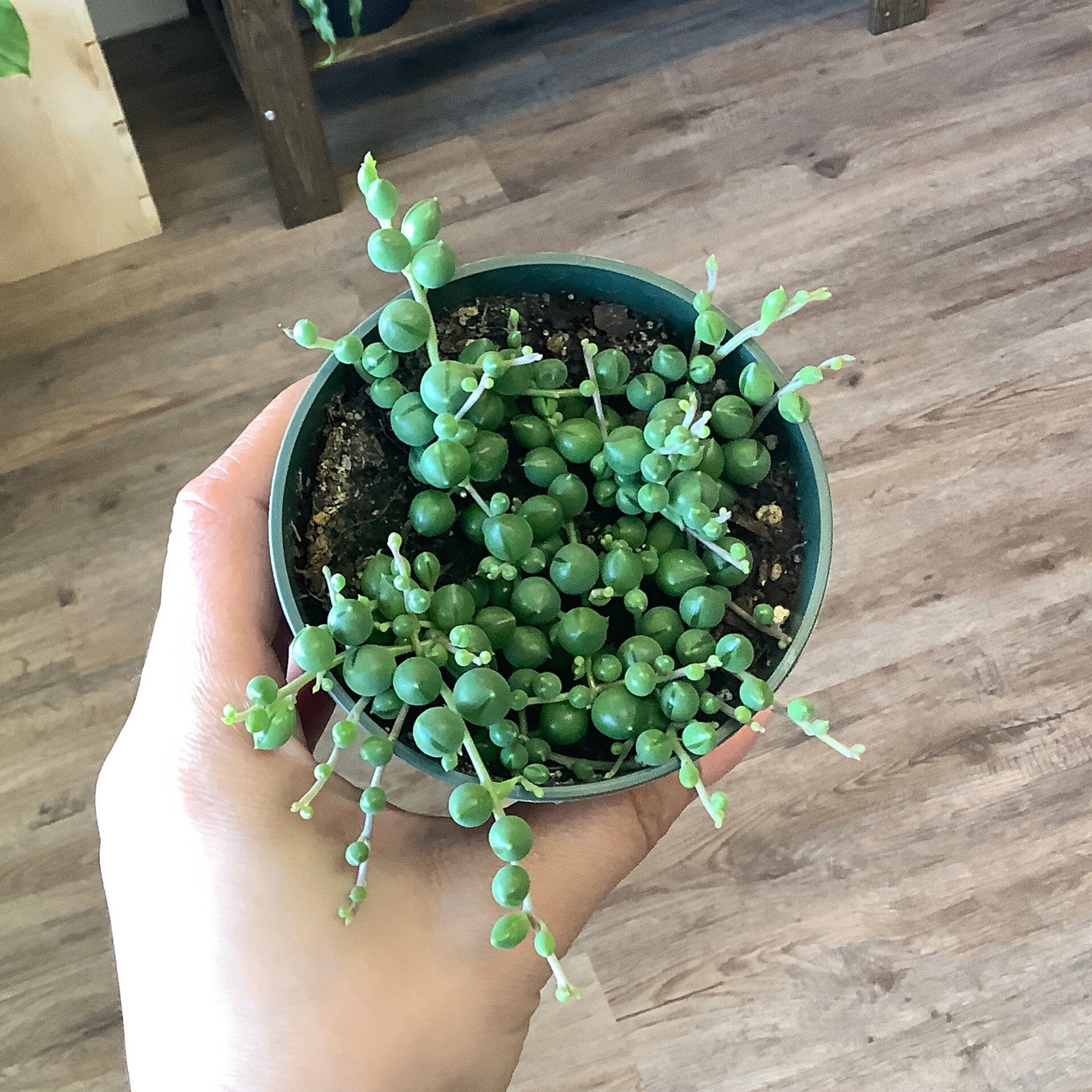 String of pearls | T.A.J Tropicals & Trinkets Inc.